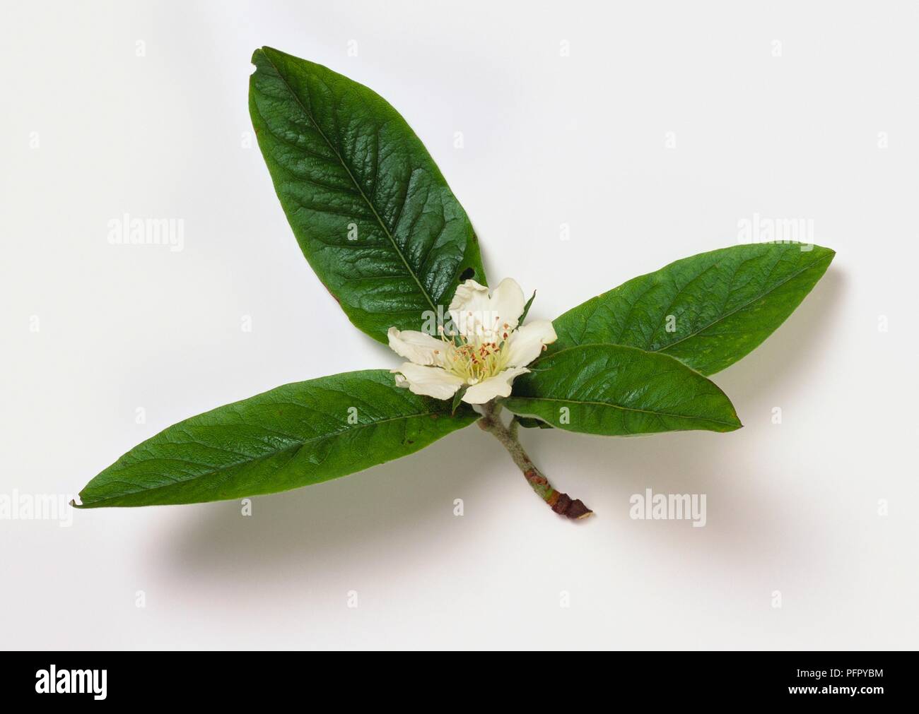 Mespilus germanica 'Nottingham' (Common Medlar) stem cutting with white ...