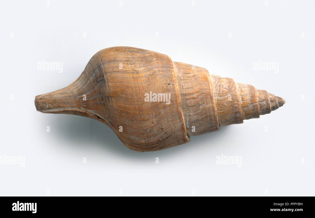 Palaeocene period hi-res stock photography and images - Alamy