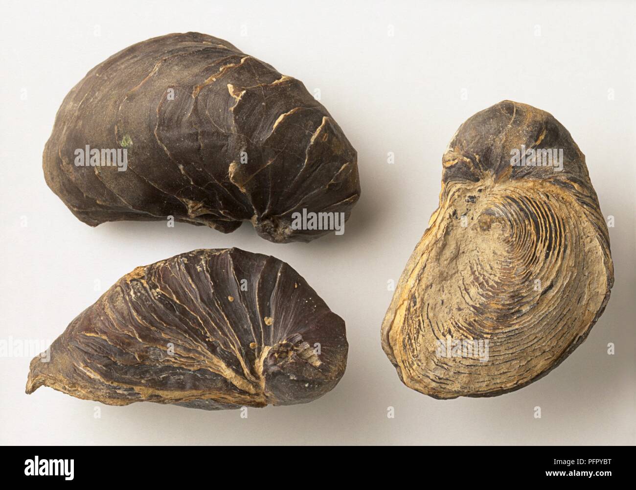 Fossilised Exogyra africana (Oyster shells), late Cretaceous era Stock ...