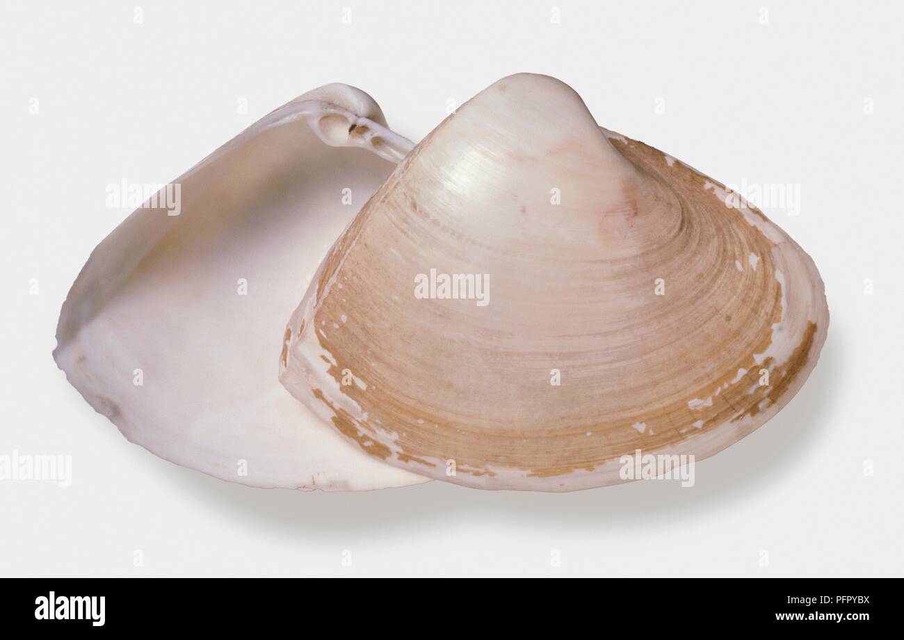Trough shell hi-res stock photography and images - Alamy