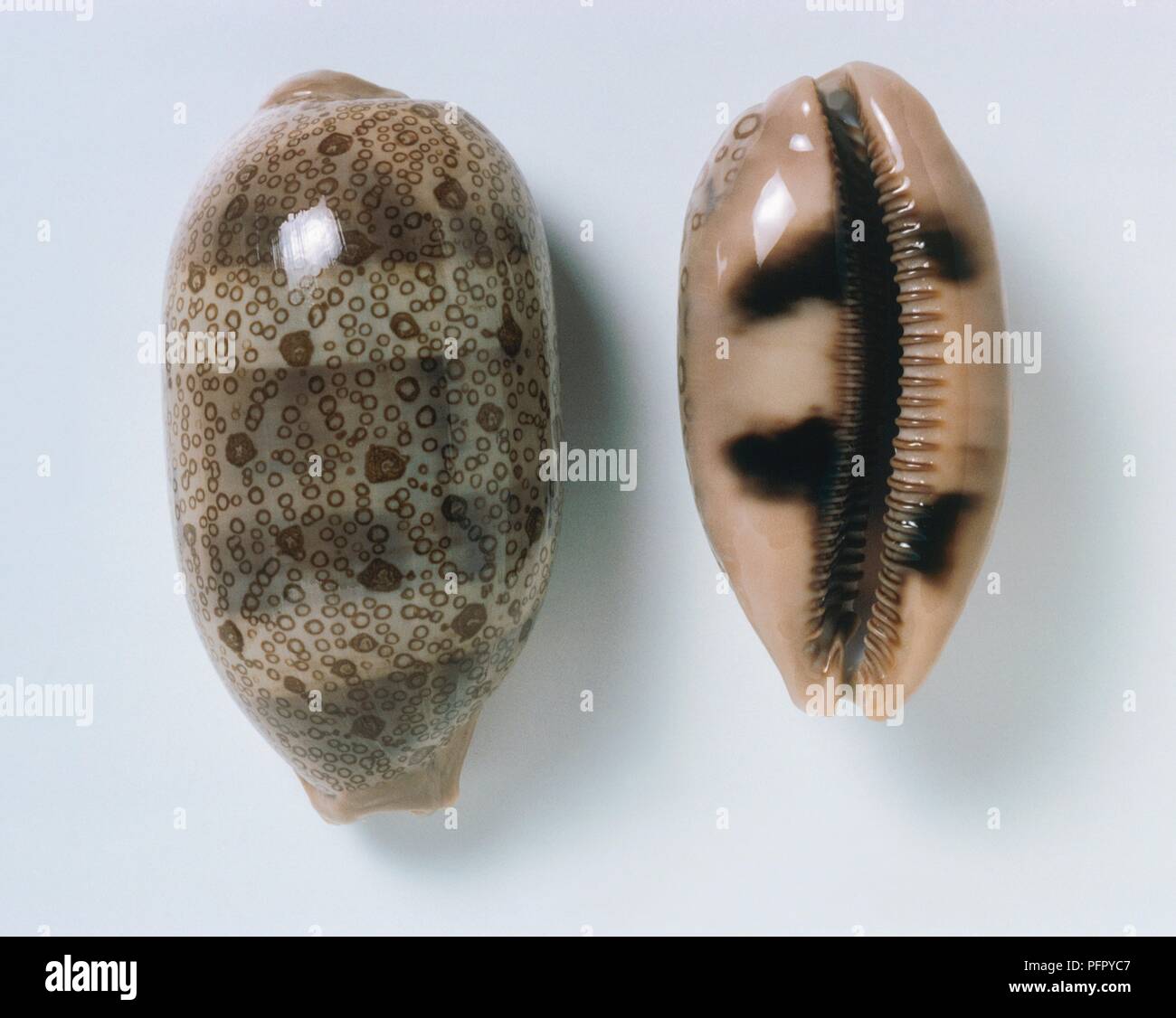 Argus eyed hi-res stock photography and images - Alamy