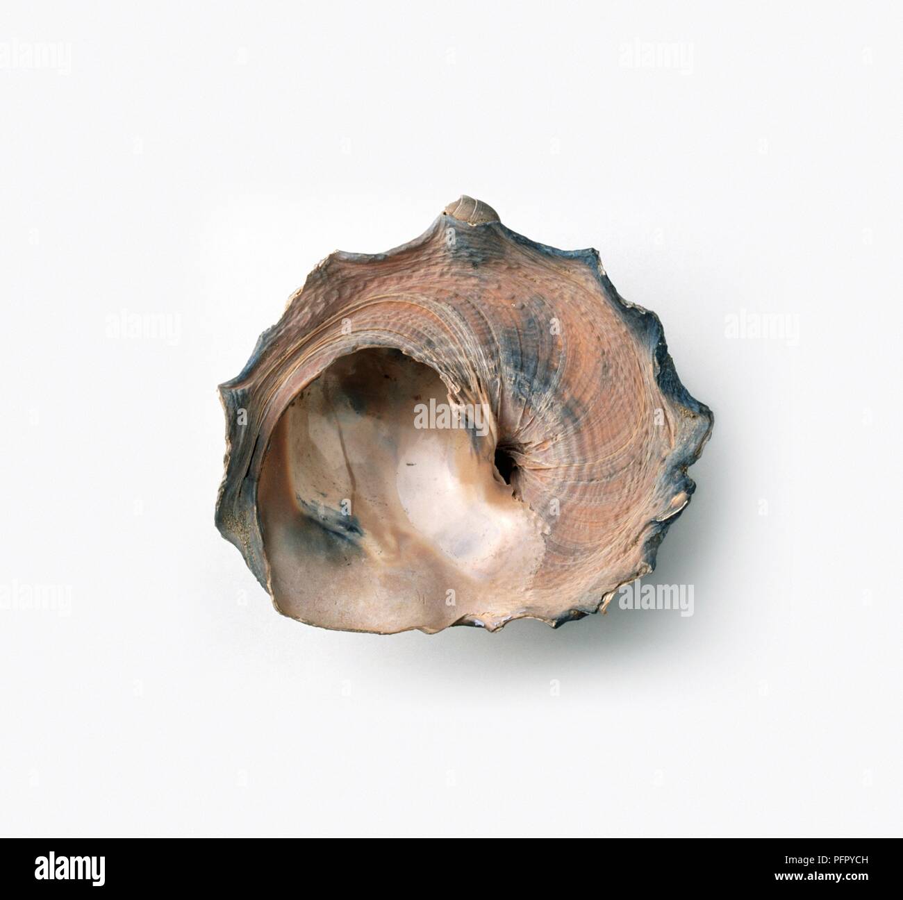 Carrier Shell High Resolution Stock Photography and Images - Alamy