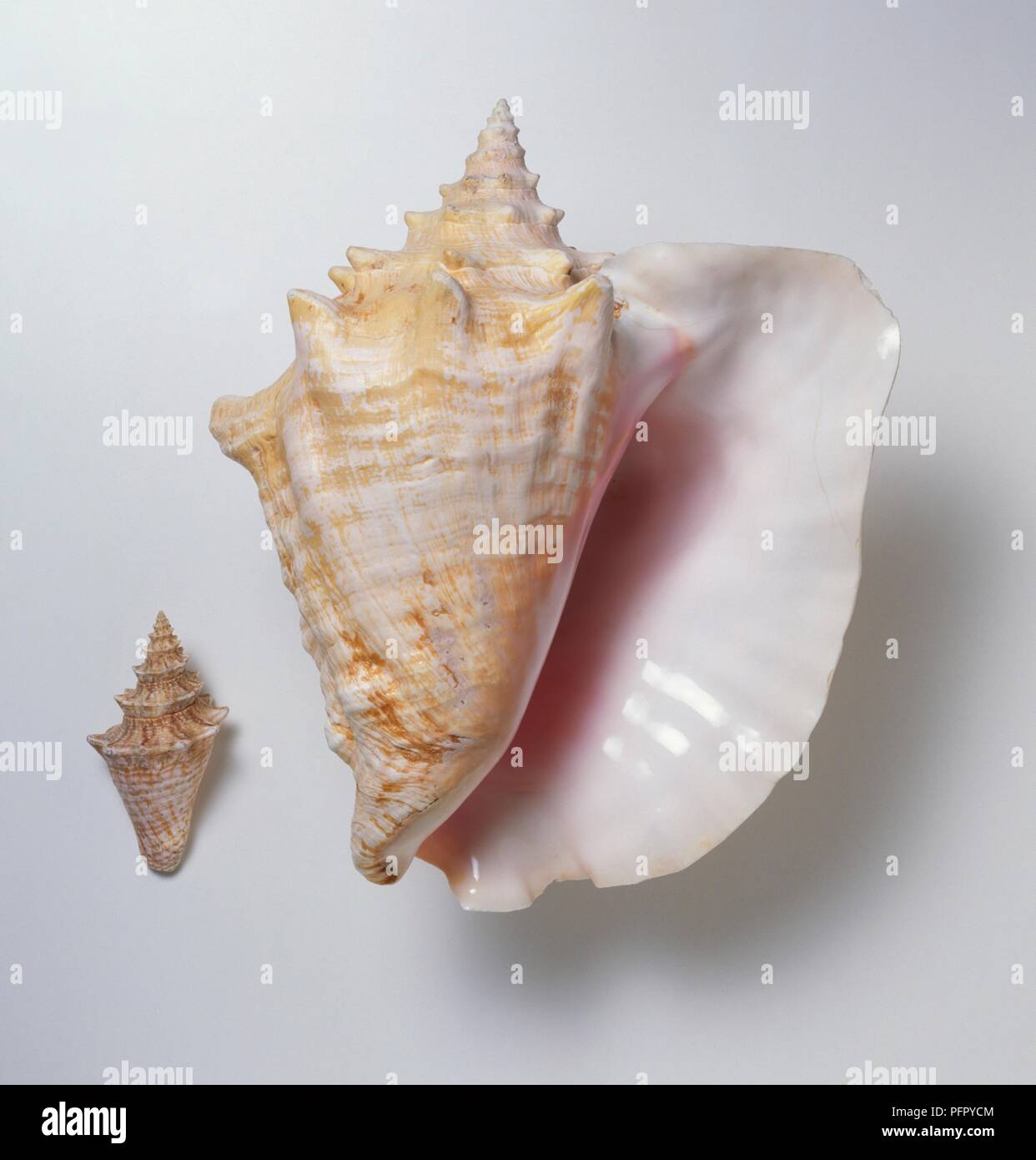 Strombus gigas hi-res stock photography and images - Alamy