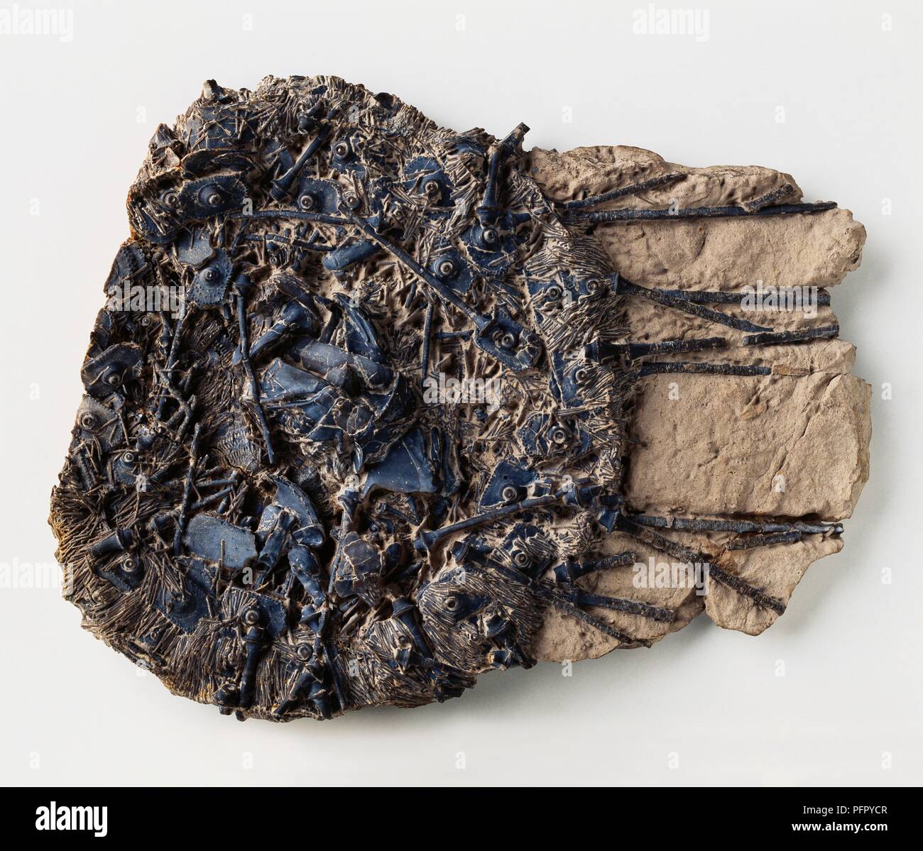 Archaeocidaris (Sea urchin) fossilised in limestone, Carboniferous era ...