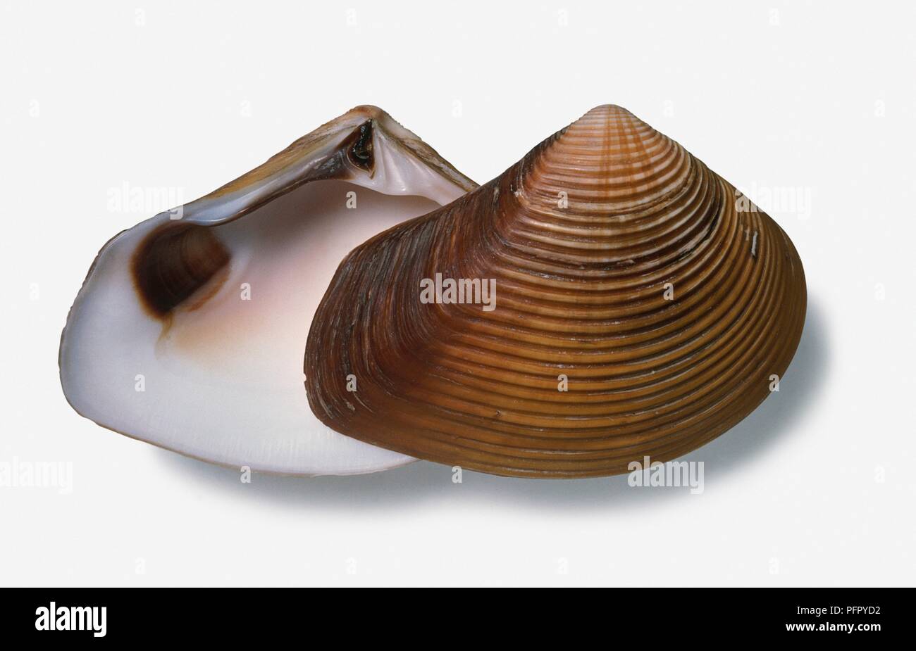 Deceptive crassatella (Eucrassatella decipiens) bivalve shell, top and underside Stock Photo - Alamy