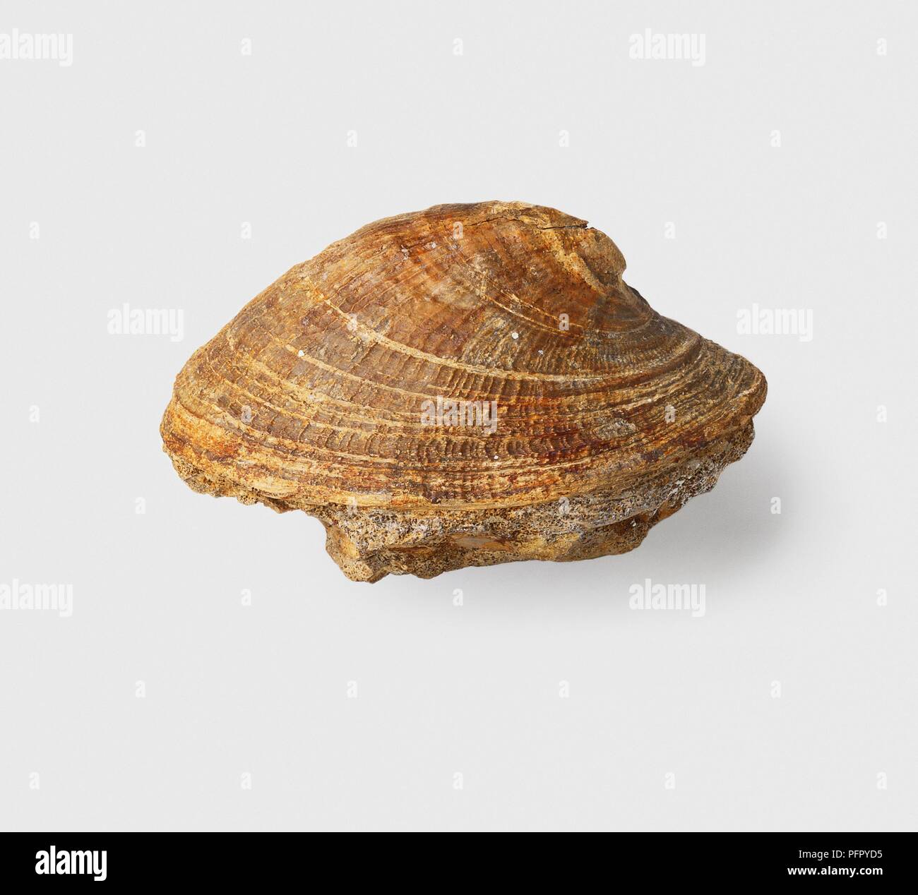 Symmetrocapulus rugosus (Cap shell), Jurassic era Stock Photo - Alamy