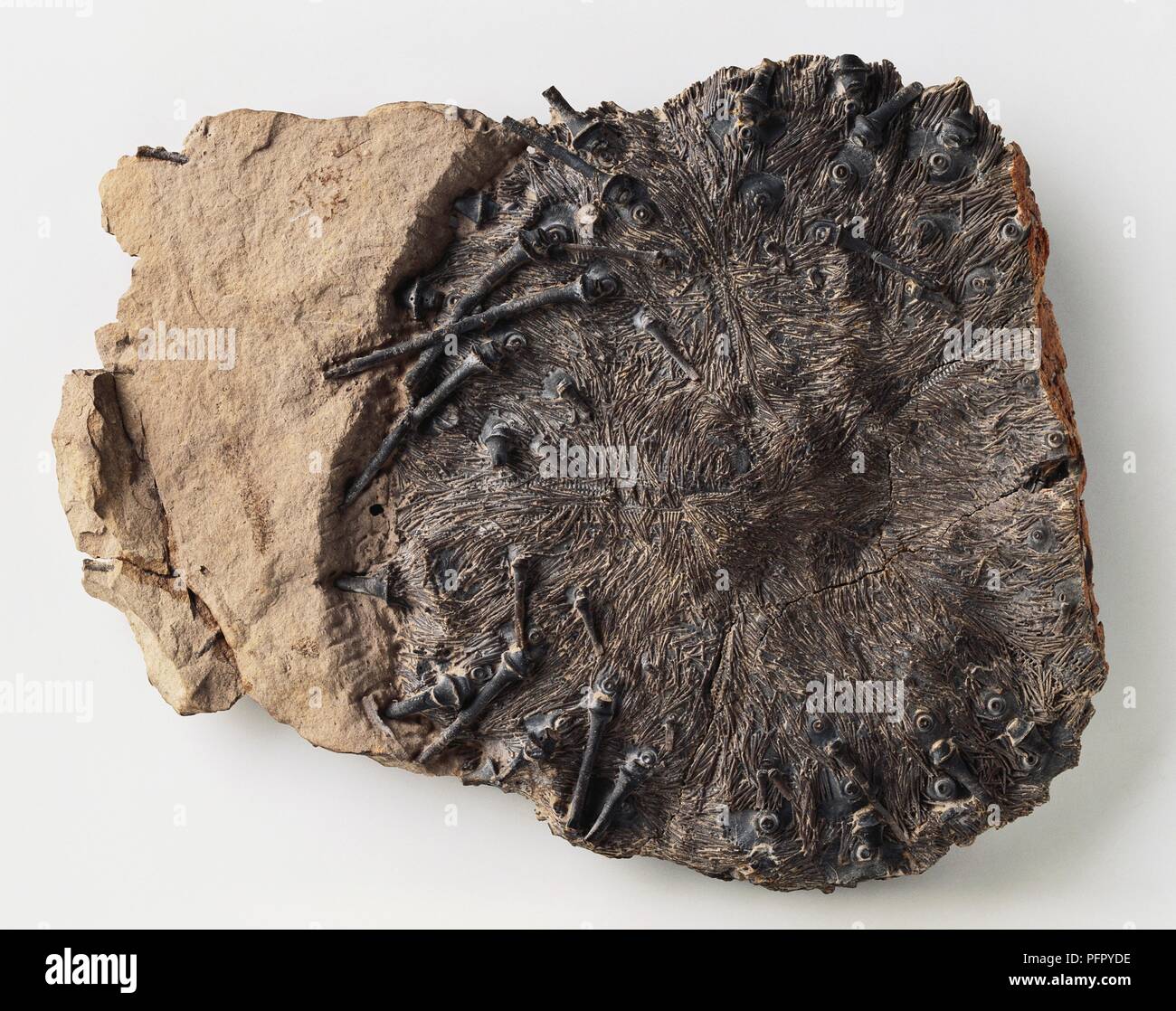 Archaeocidaris (Sea urchin) fossilised in limestone, Carboniferous era ...