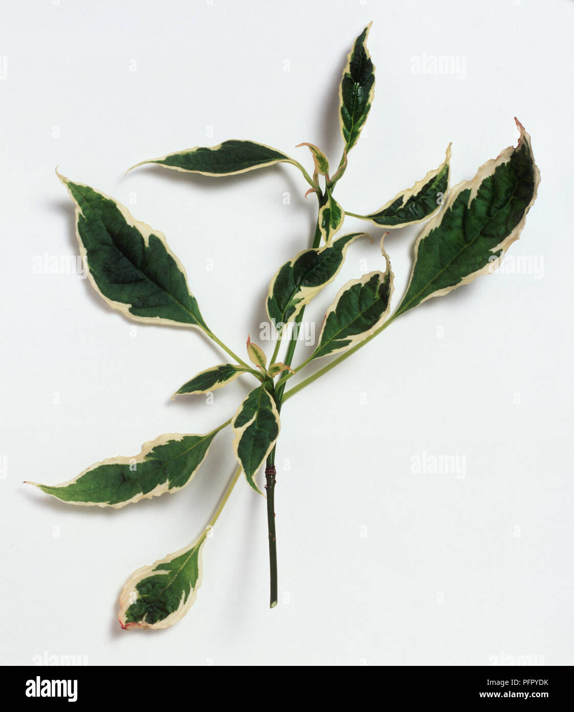Cornus alternifolia argentea hi-res stock photography and images - Alamy