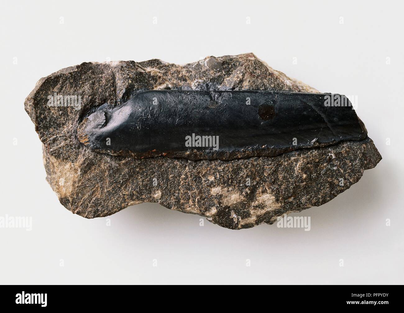 Solenomorpha minor (False razor shell) fossilised in limestone ...