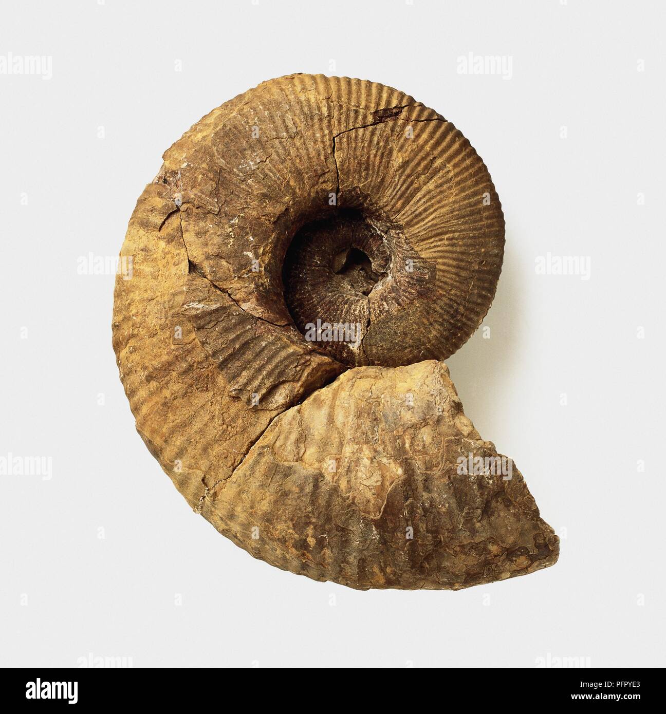 Ammonoid hi-res stock photography and images - Alamy