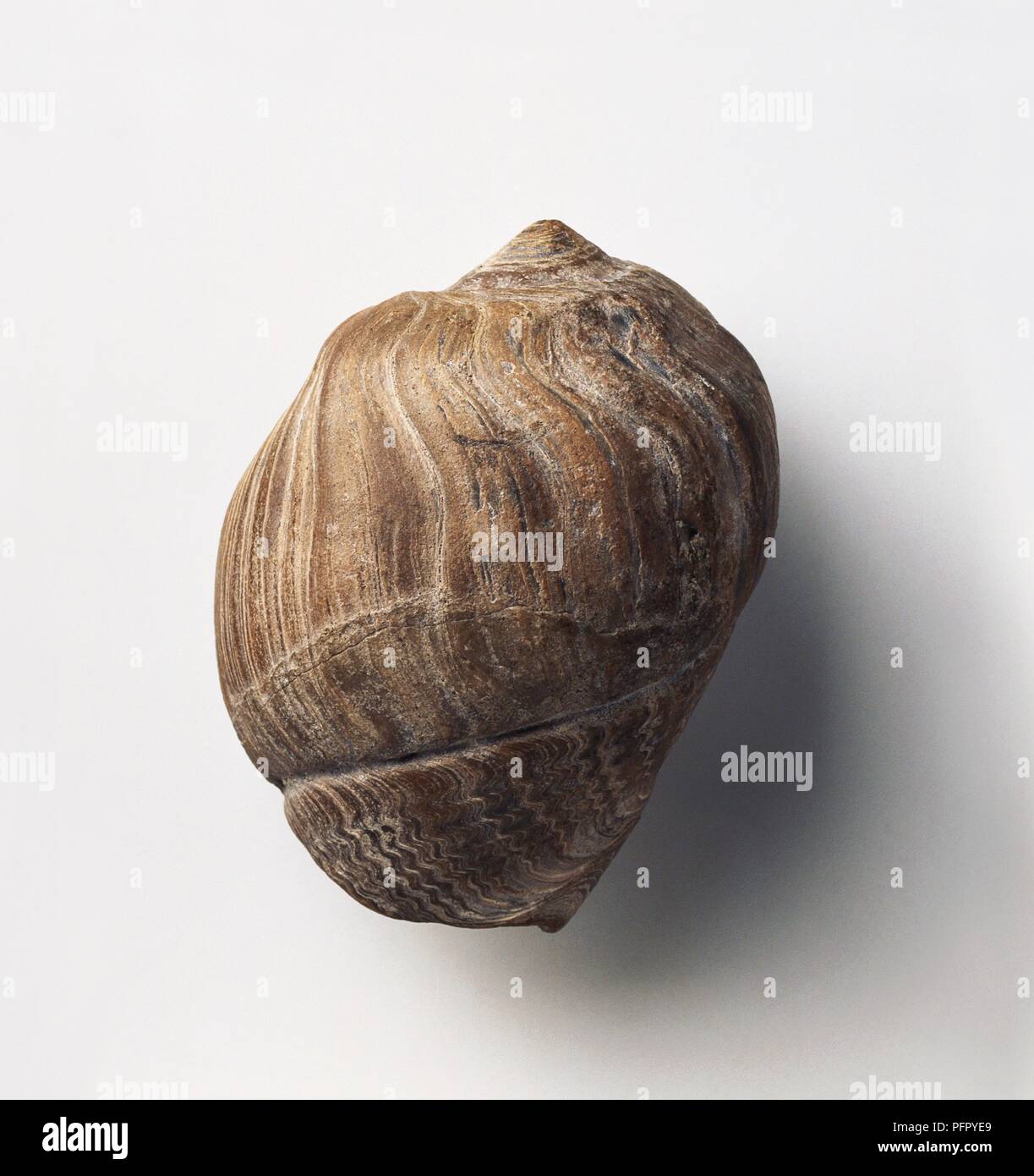 False olive hi-res stock photography and images - Alamy