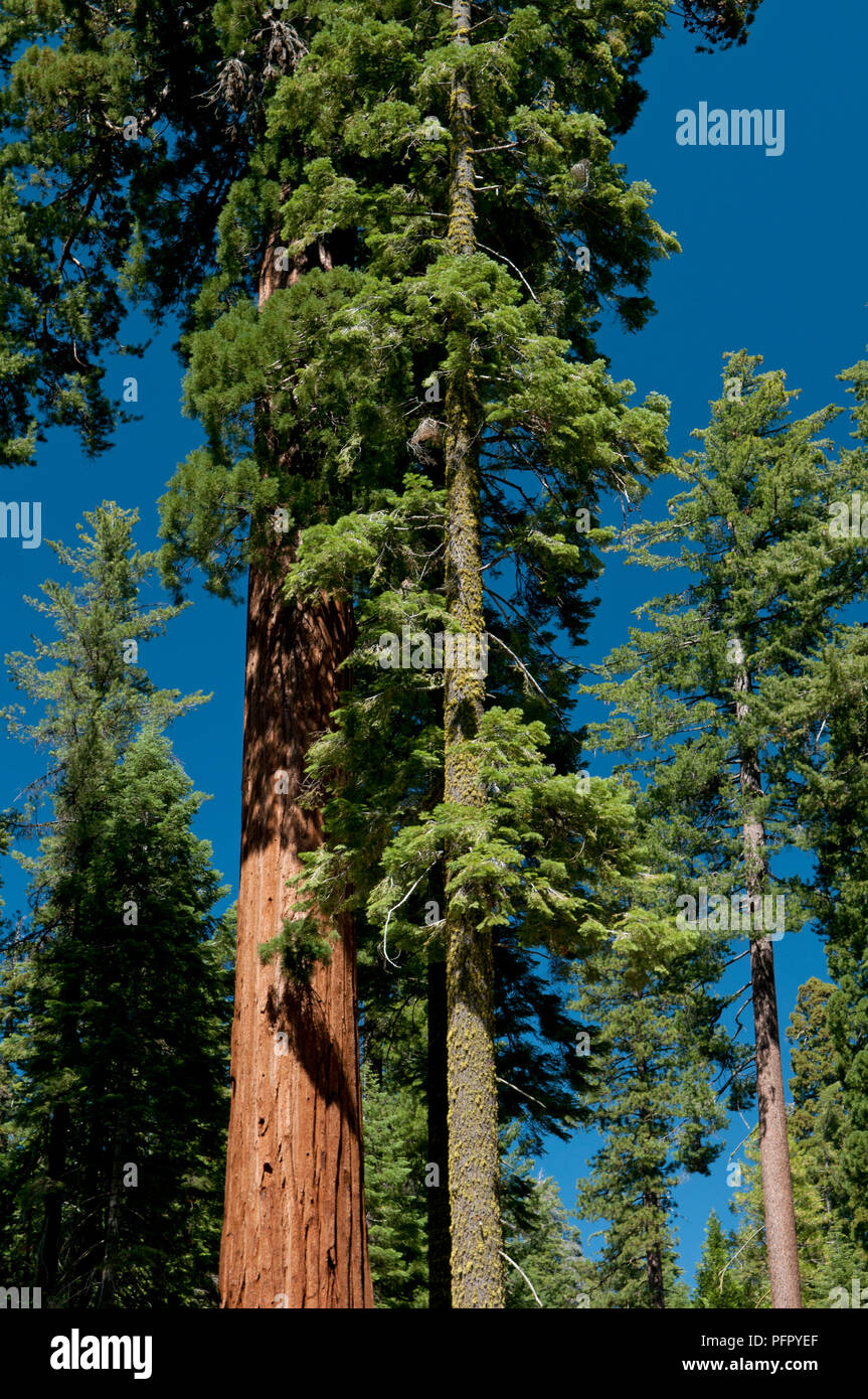 Sequoia (Redwood) Trees, Yosemite National Park, California, USA Stock ...