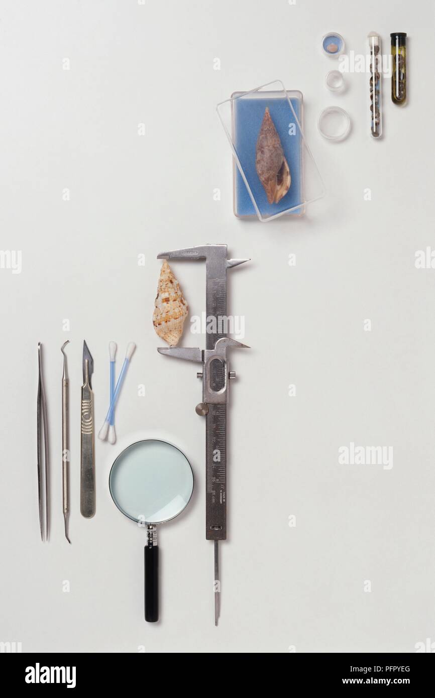 Instruments and equipment for measuring, cleaning and displaying shells ...