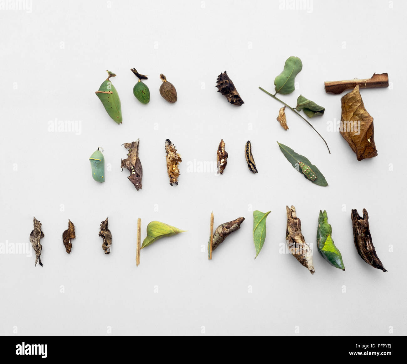 Giant leopard moth pupae hi-res stock photography and images - Alamy