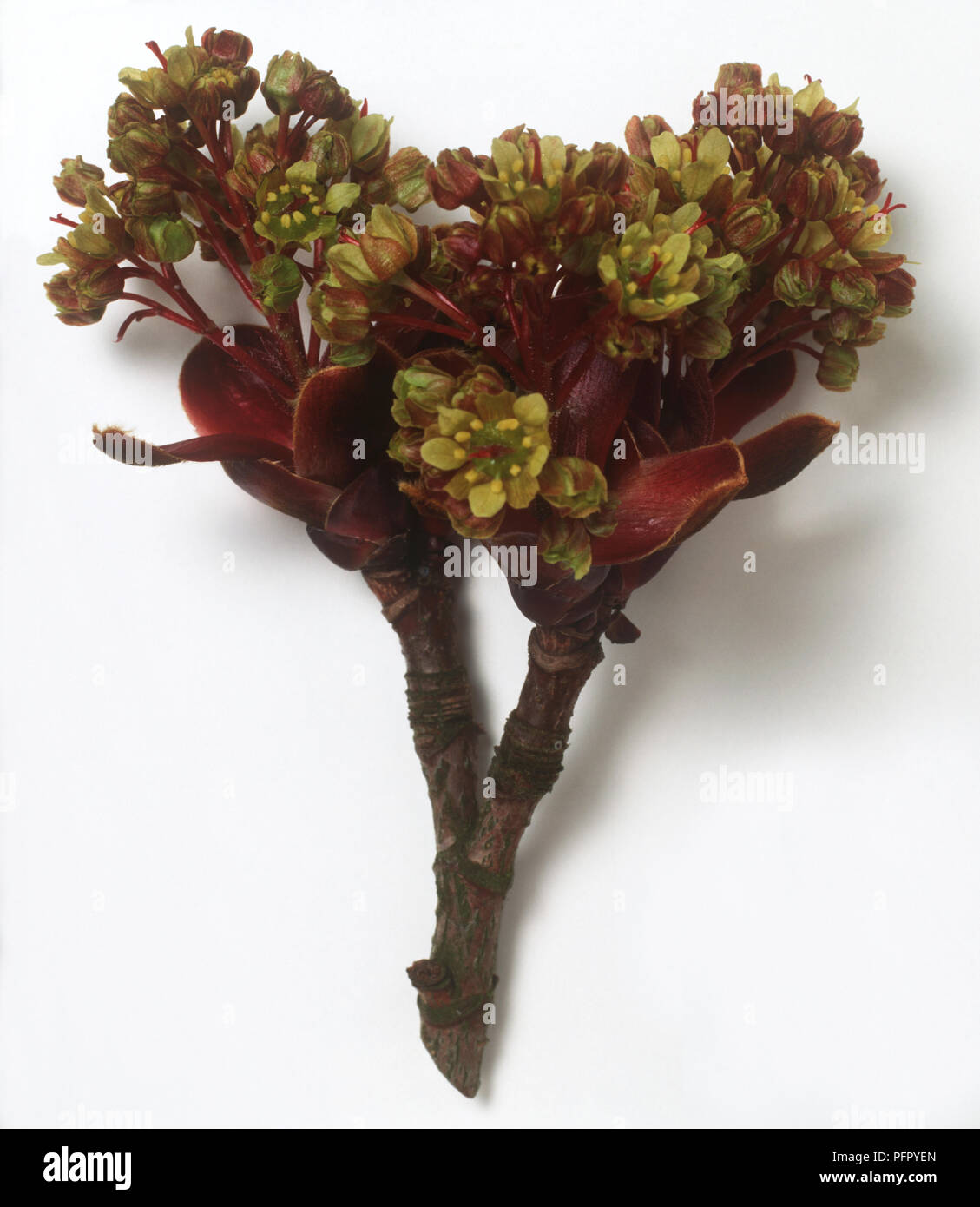 Acer platanoides 'Crimson King' (Purple-leaved Cultivar, Norway Maple ...