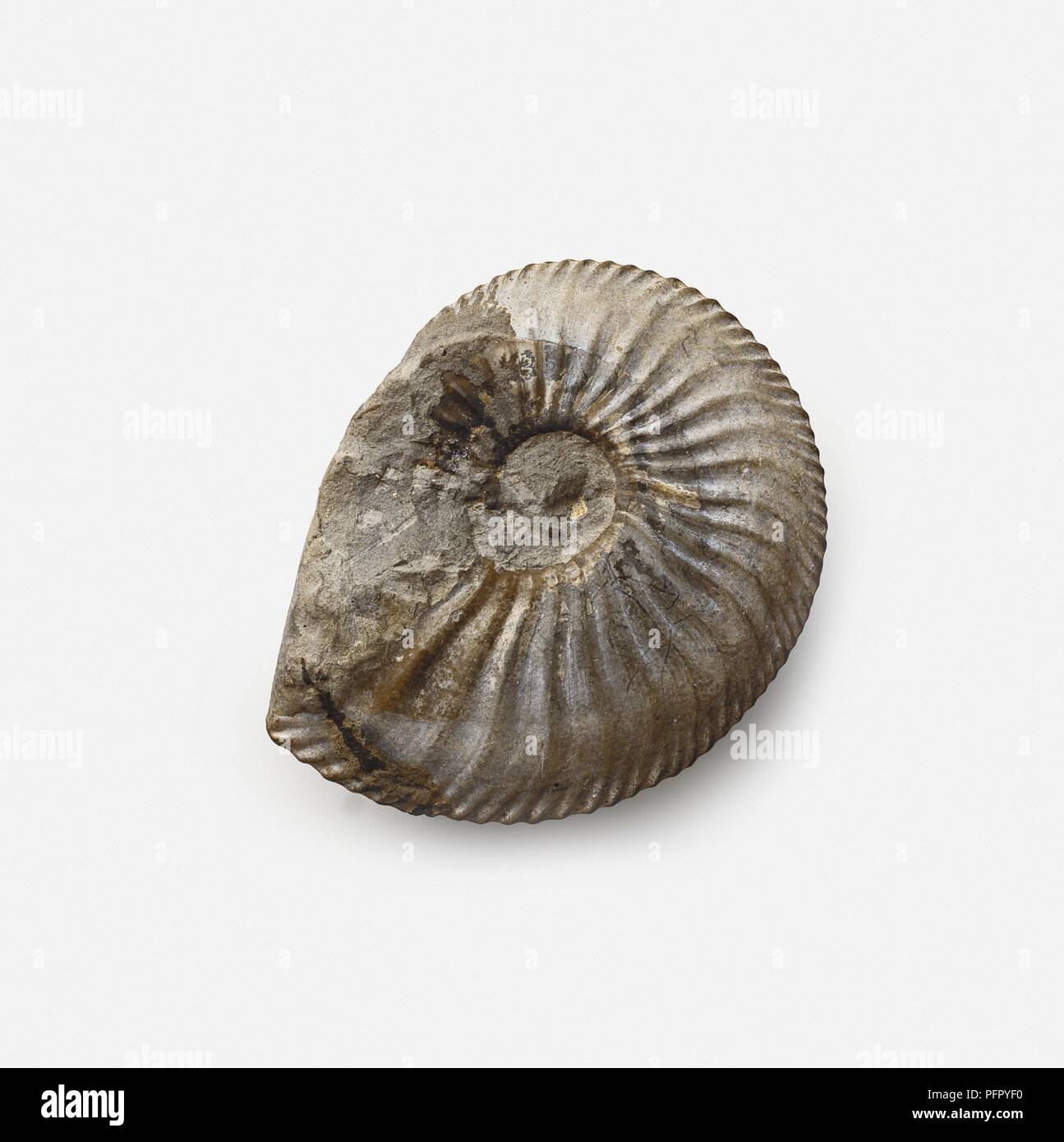 Amaltheus stokesi (Ammonite) shell, Jurassic era Stock Photo - Alamy