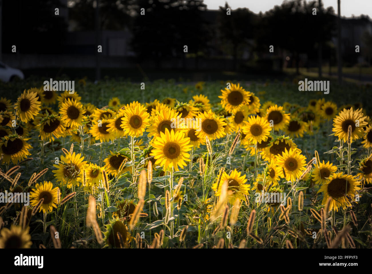 Beautiful Sunflowers at a farm Stock Photo - Alamy