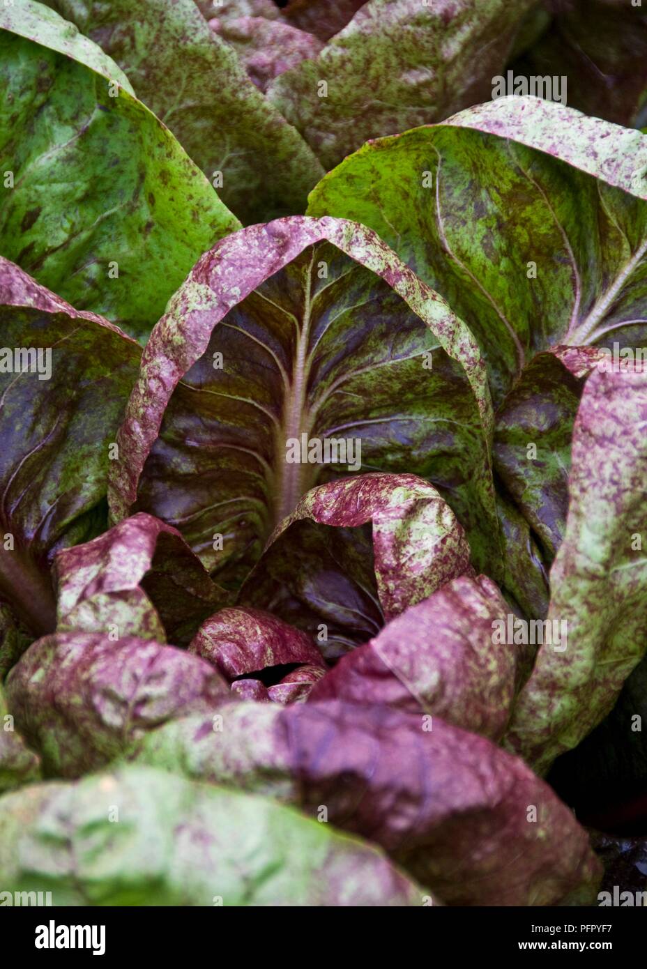 Purple and green Radicchio leaves Stock Photo - Alamy