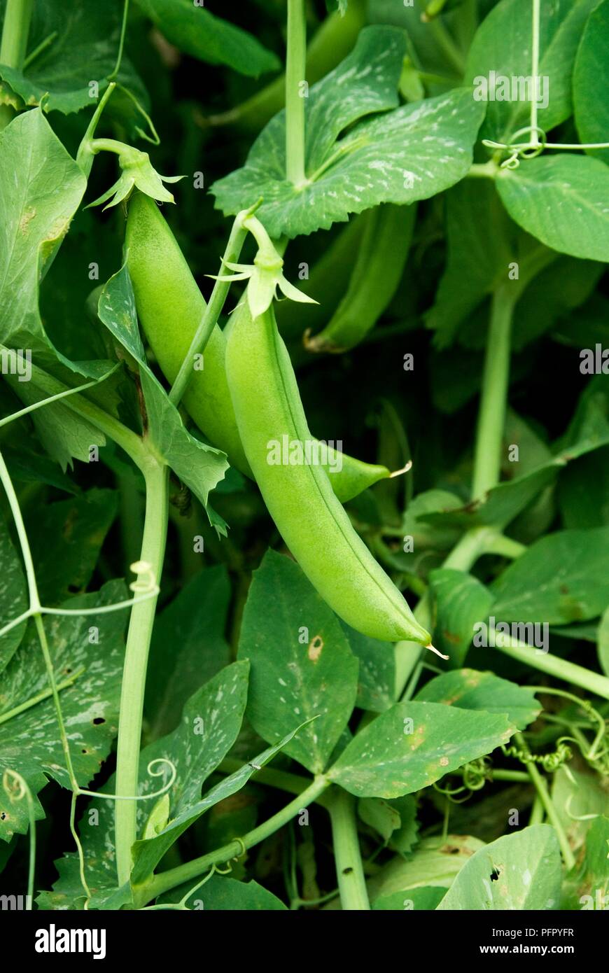 Sugar snap pea plant uk hi-res stock photography and images - Alamy