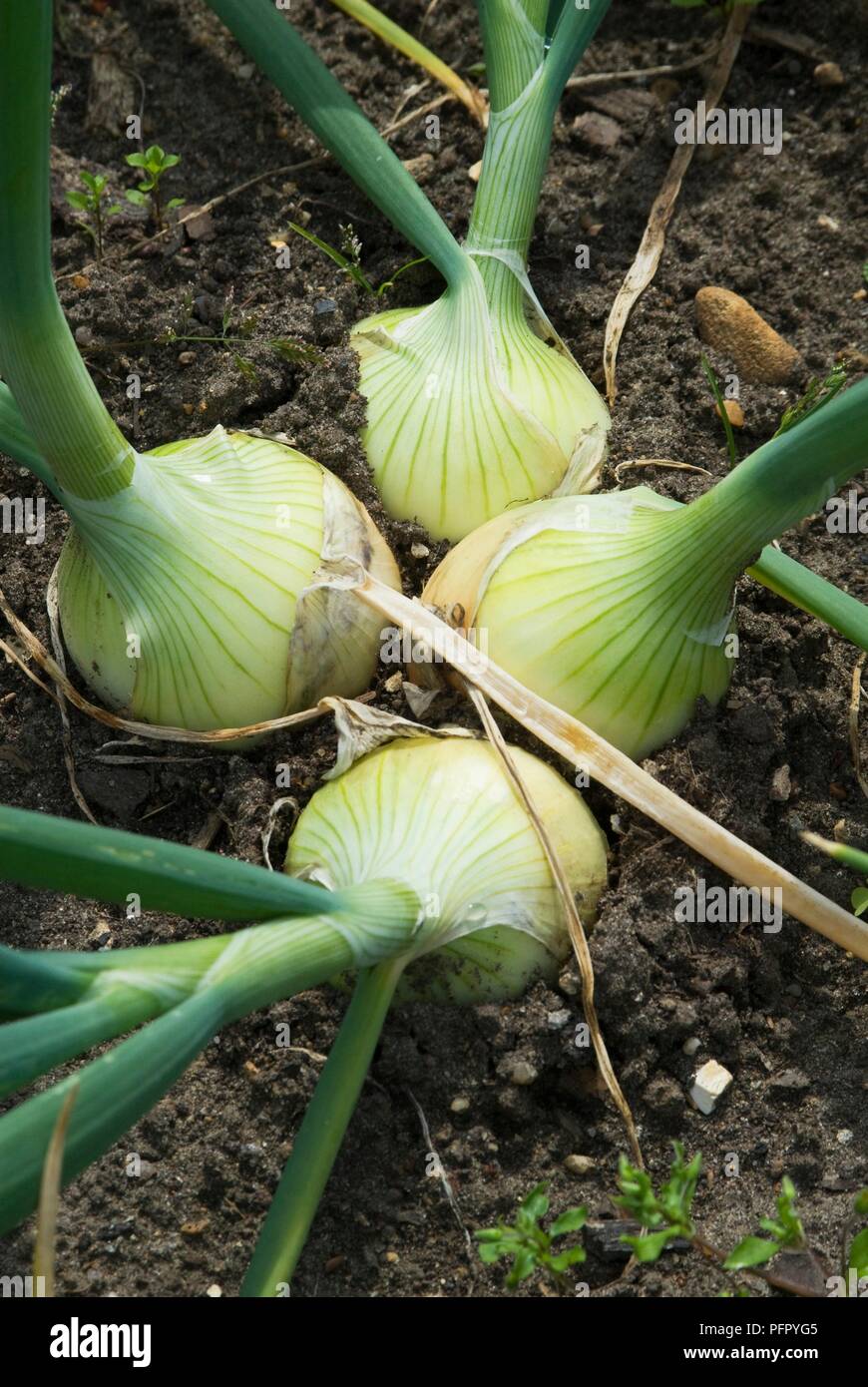 Of onions hi hi-res stock photography and images - Alamy