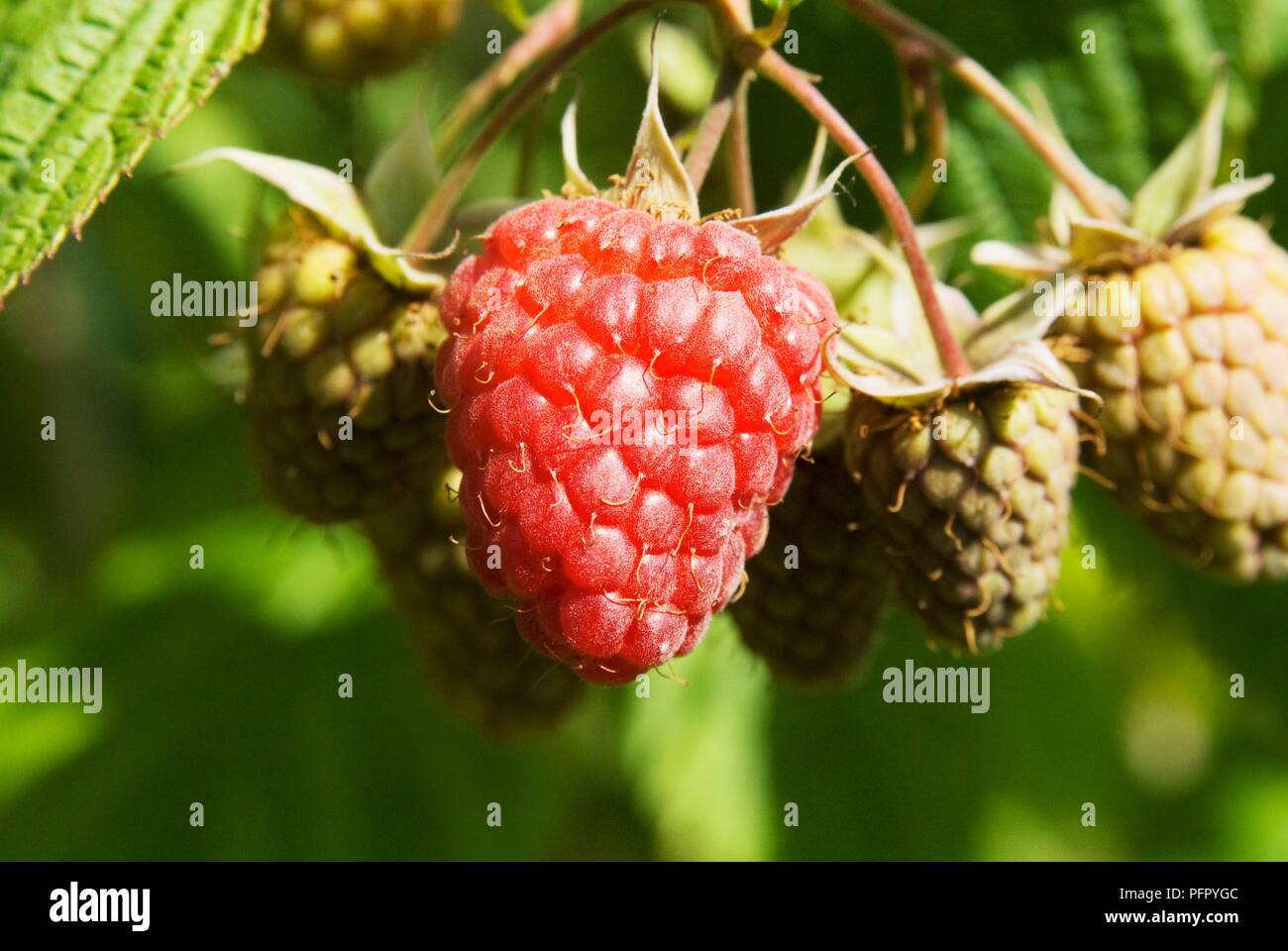 Ripe and unripe raspberries on plant Stock Photo - Alamy