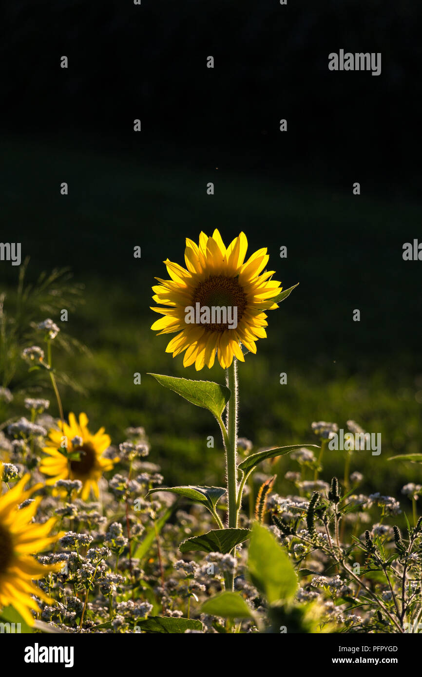 Sunflower backlit hi-res stock photography and images - Alamy