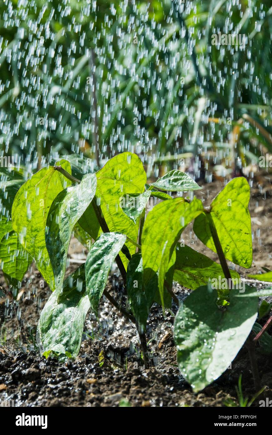 Watering french beans hi-res stock photography and images - Alamy