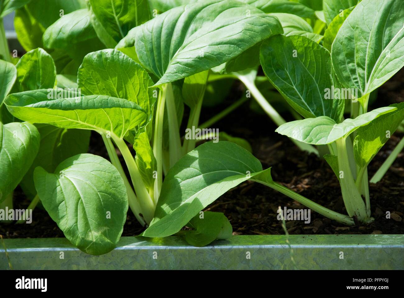 Pak choi in trough Stock Photo - Alamy