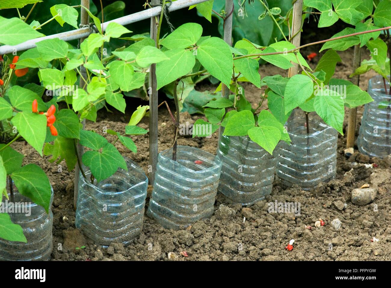 Runner beans in plastic bottles Stock Photo - Alamy