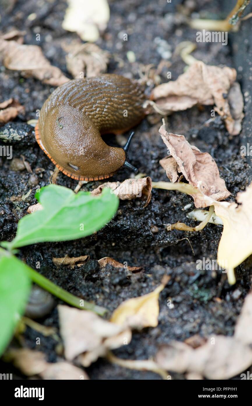 Slug on soil in garden Stock Photo - Alamy
