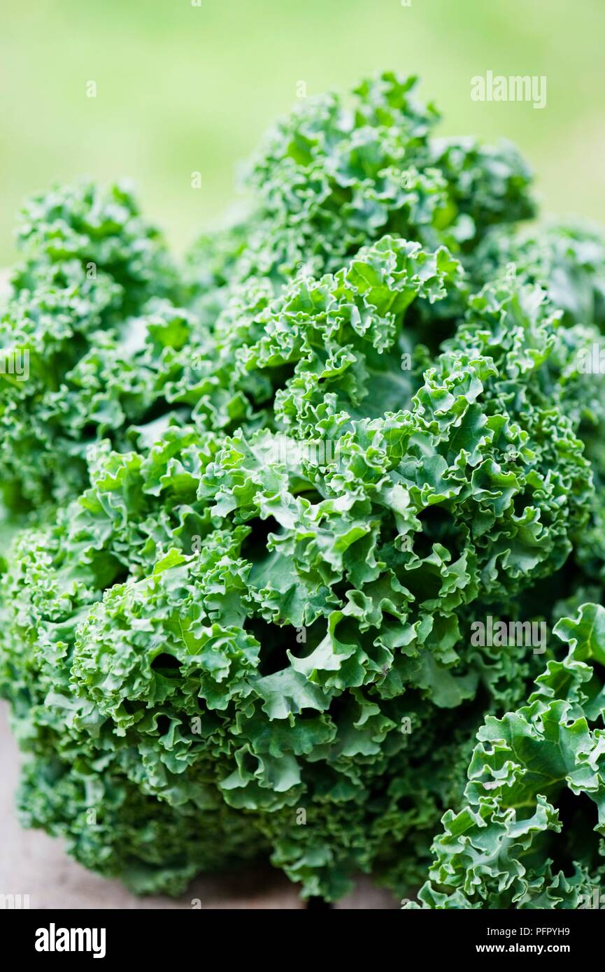 Curly kale, close-up Stock Photo - Alamy