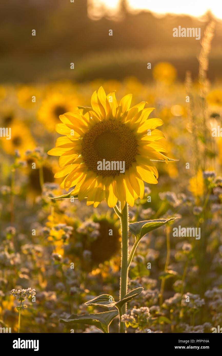Sunflower portrait at sunset Stock Photo - Alamy