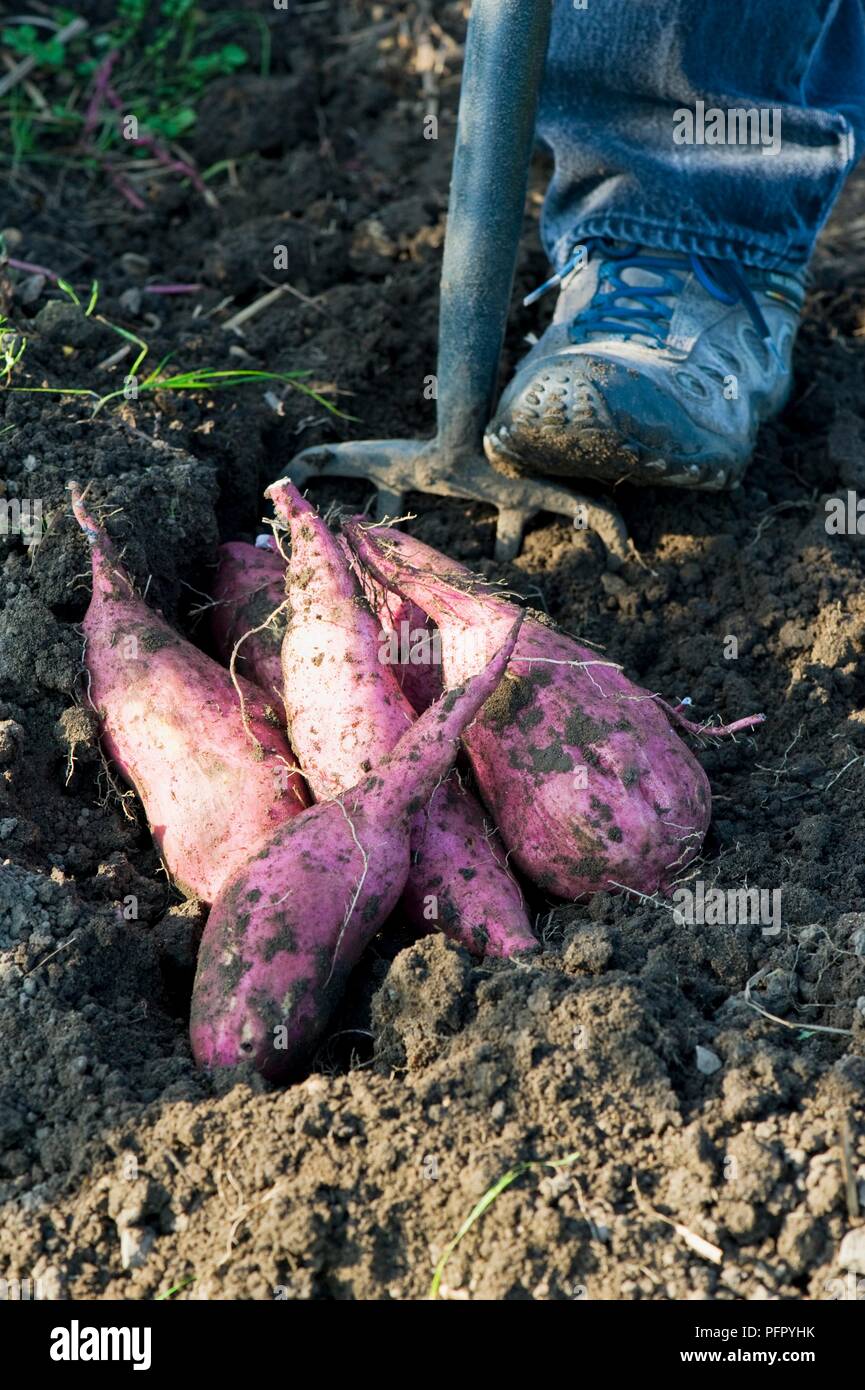 Digging up sweet potatoes, close-up Stock Photo - Alamy