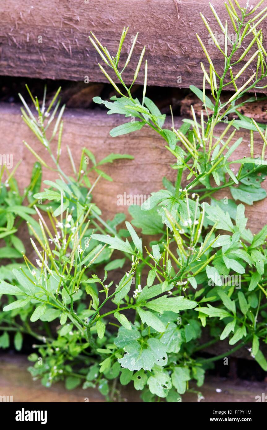 Cardamine hirsuta (Hairy Bbttercress) growing through fence Stock Photo ...