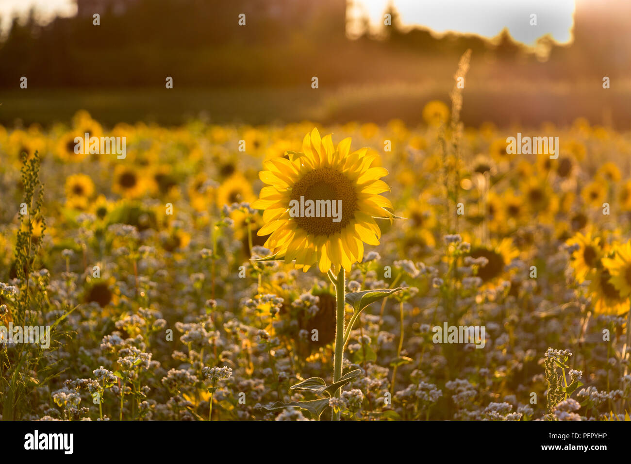 Yellow hue from sun light on the sunflower Stock Photo - Alamy