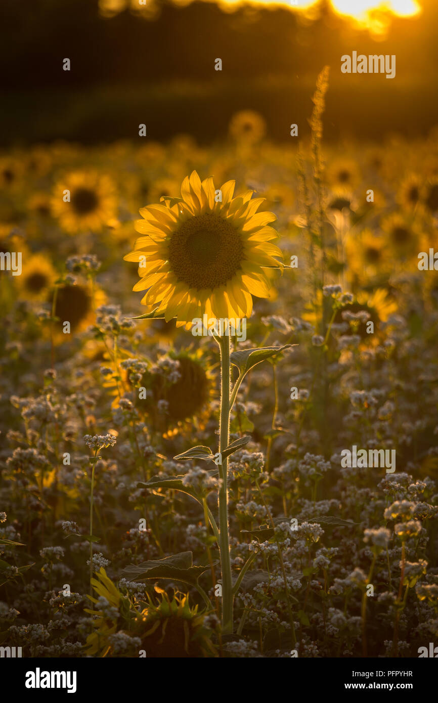 Picture in frame of sunset hi-res stock photography and images - Alamy