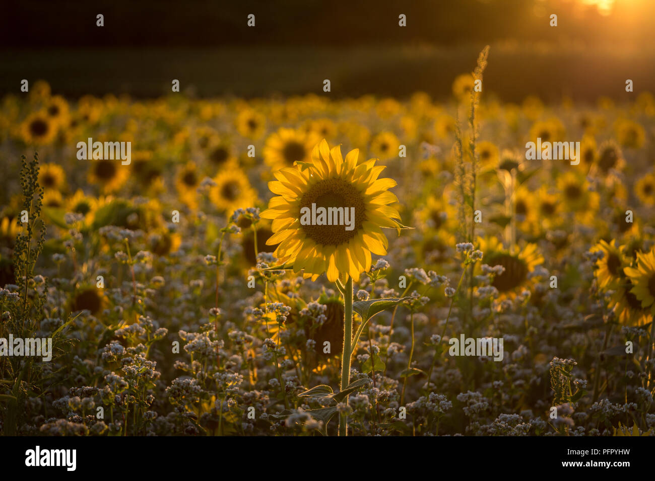 Sunflower closeup with sun rays Stock Photo - Alamy