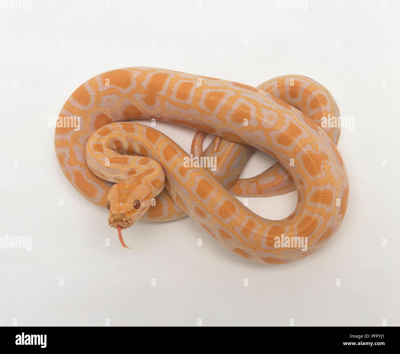 Albino Burmese Python (Python molurus bivittatus) coiled up Stock Photo ...