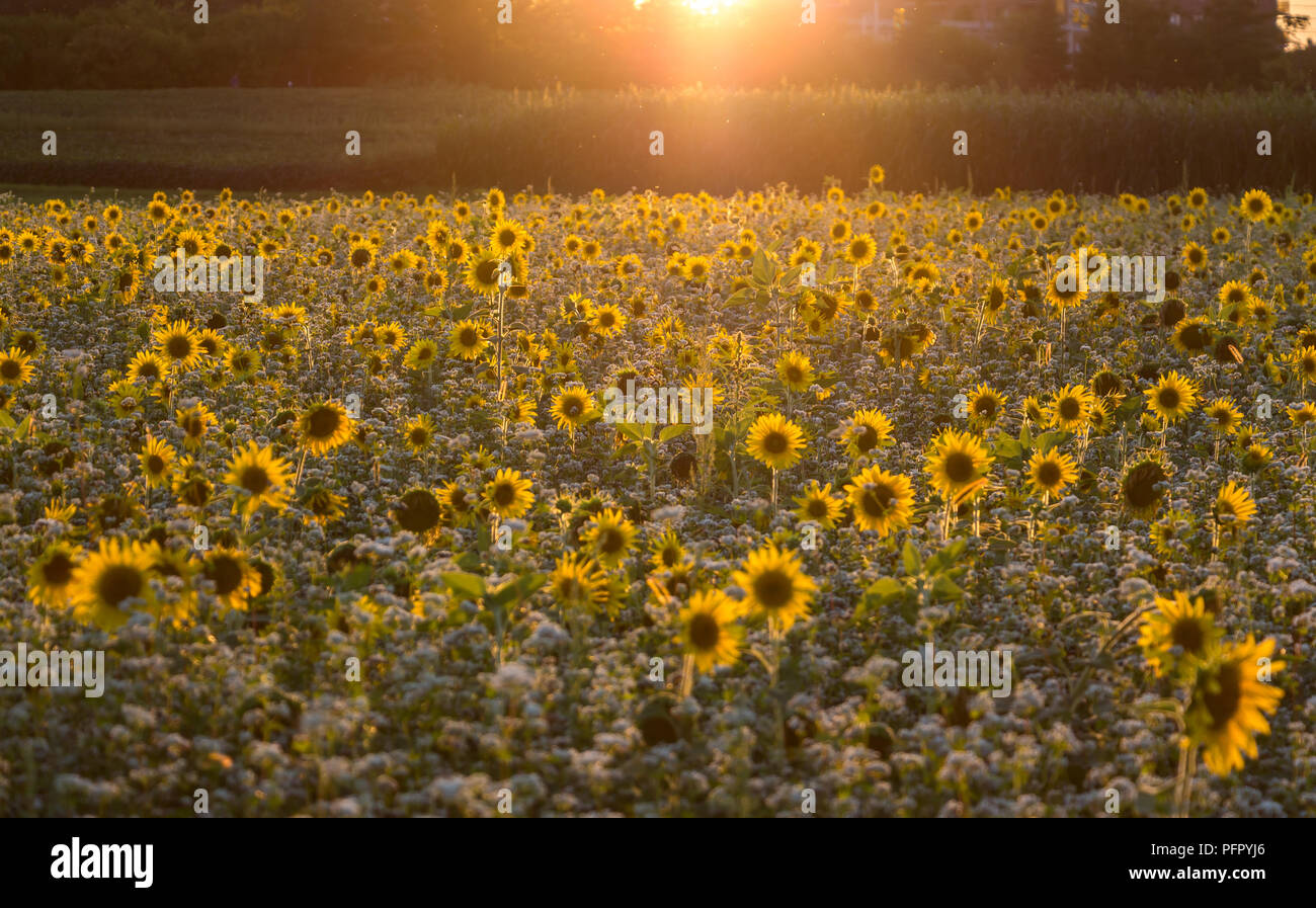 Light bulb sunflower hi-res stock photography and images - Alamy