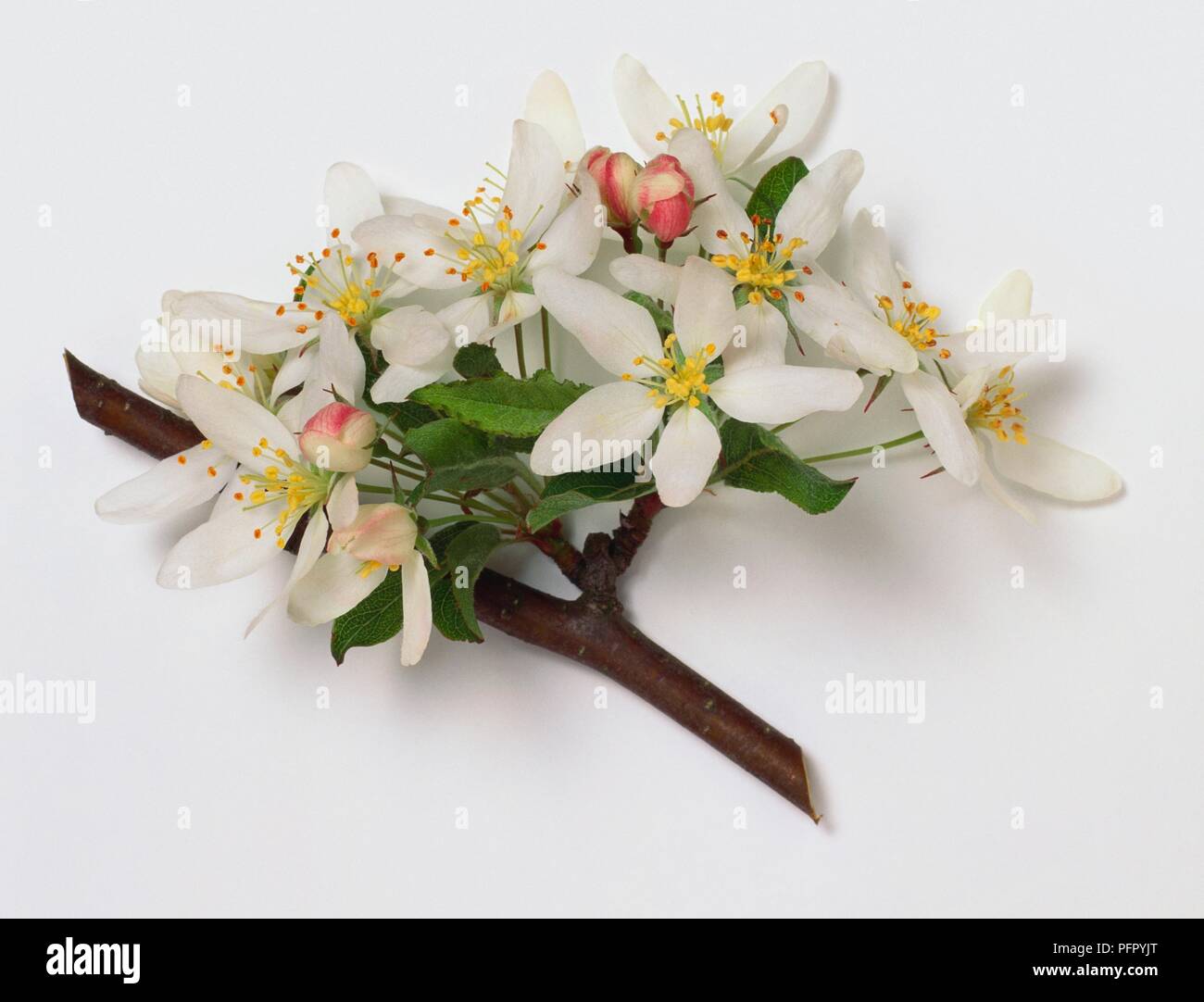 Transitoria hi-res stock photography and images - Alamy