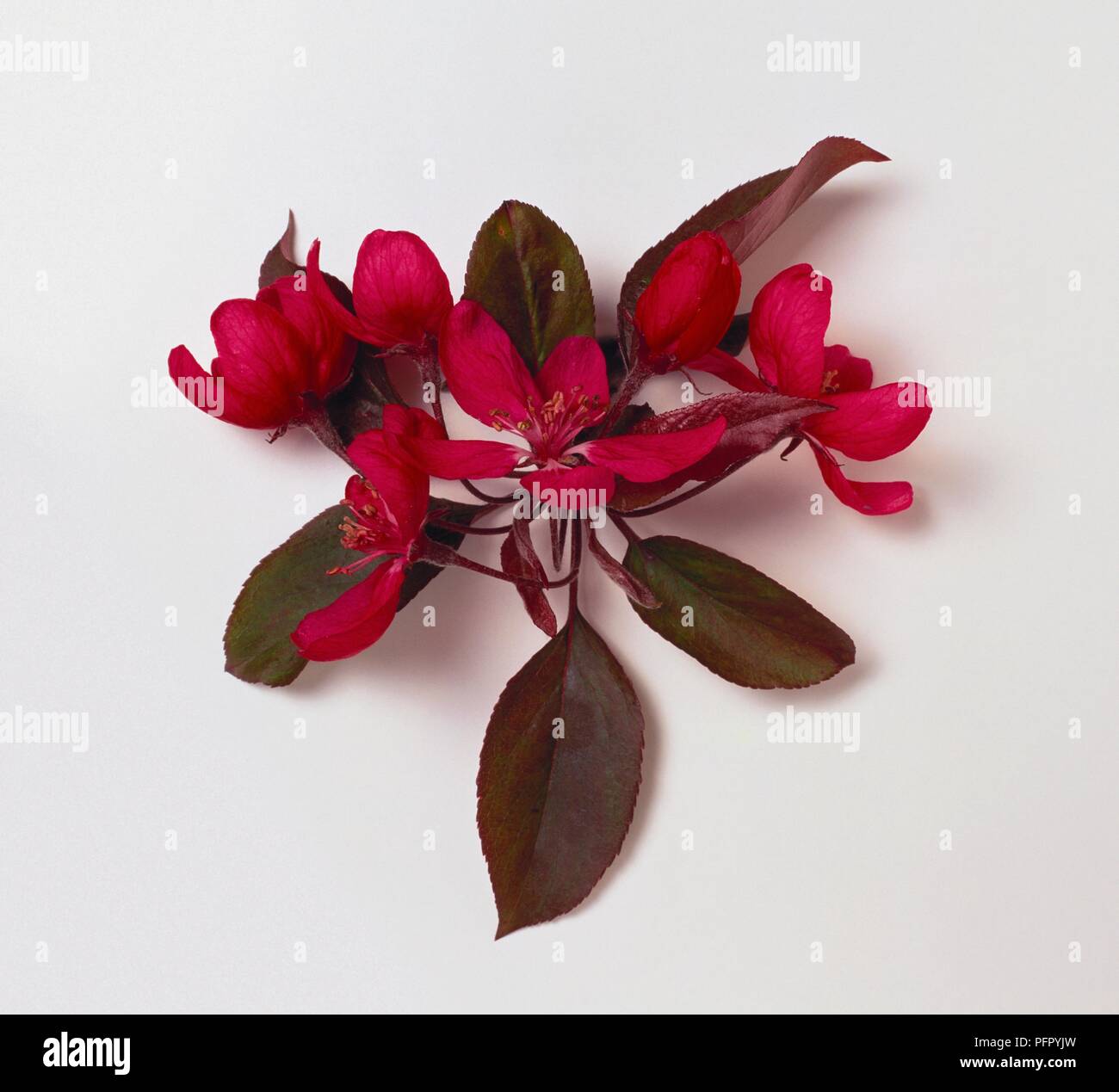 Malus hybrid eleyi hi-res stock photography and images - Alamy