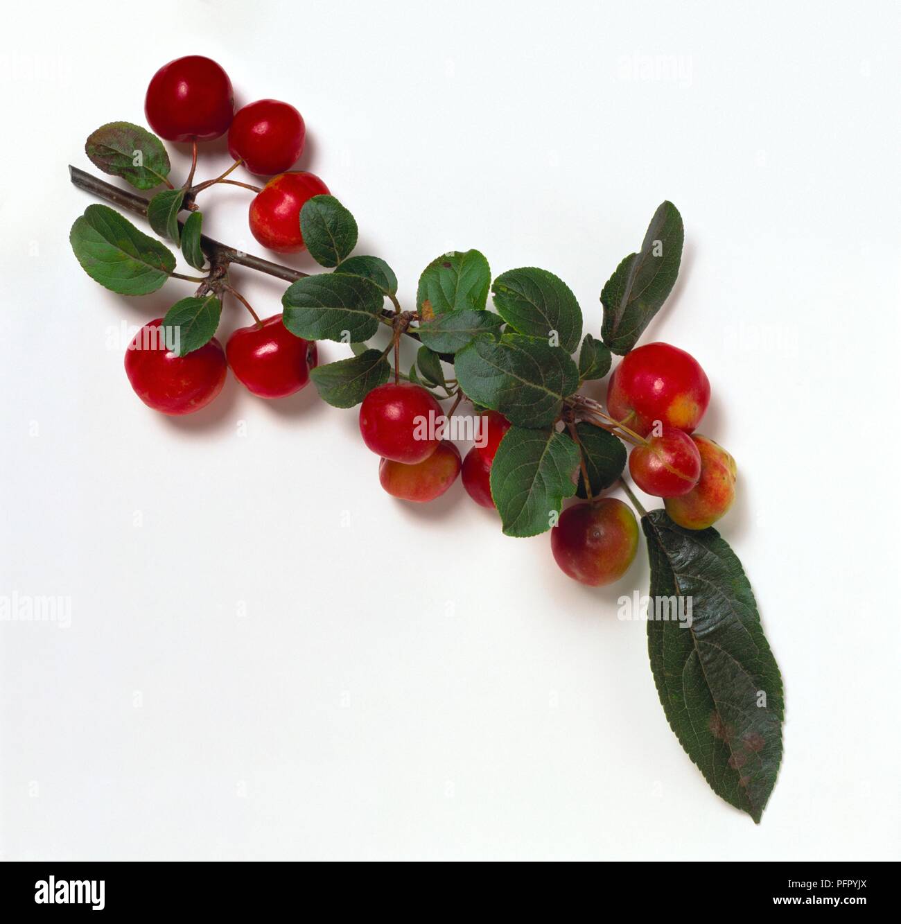 Malus 'Crittenden' (Crab apple), hybrid with leaves and fruits Stock ...