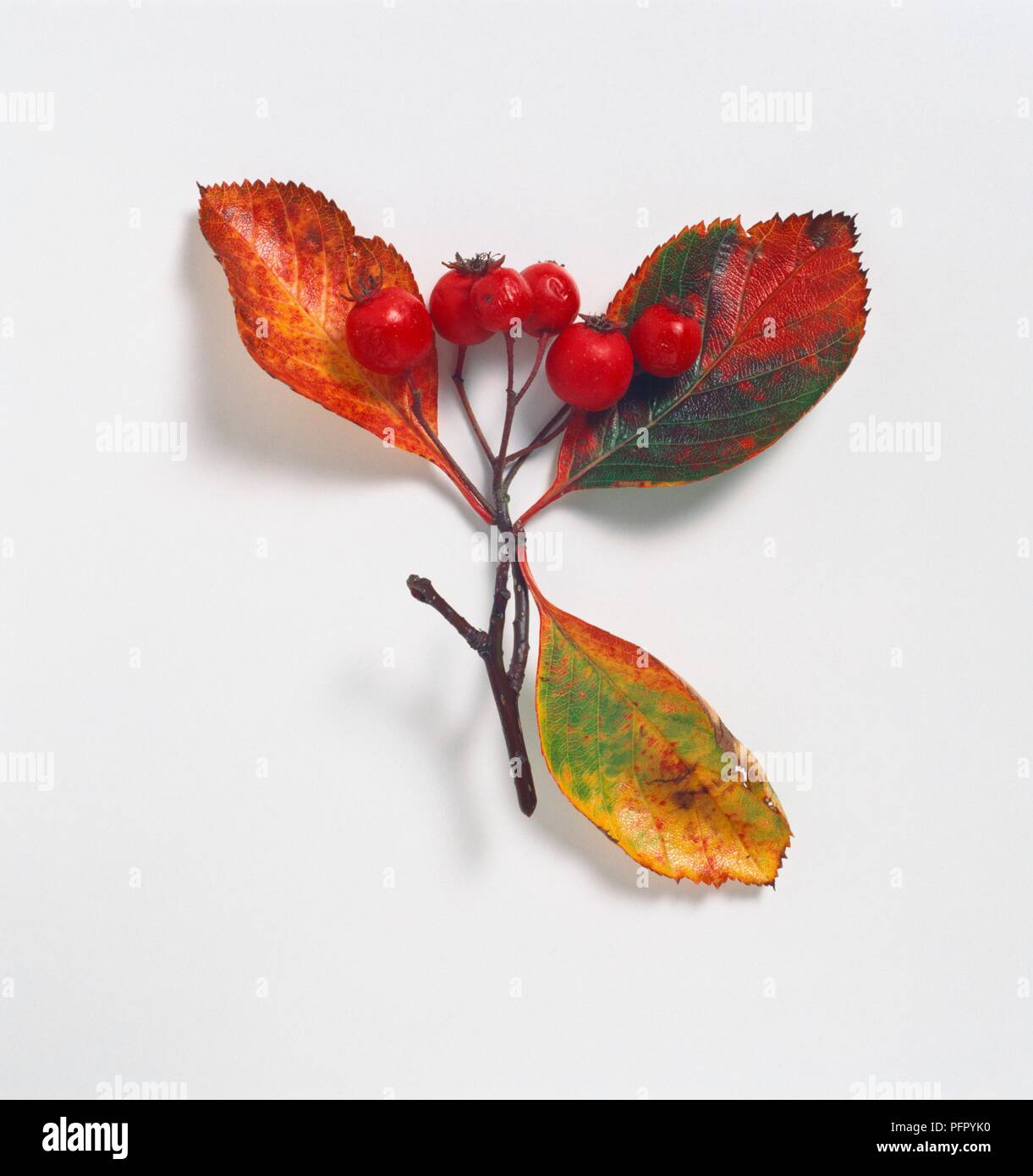 Crataegus prunifolia (Common Hawthorn) with autumn leaves and red fruit ...