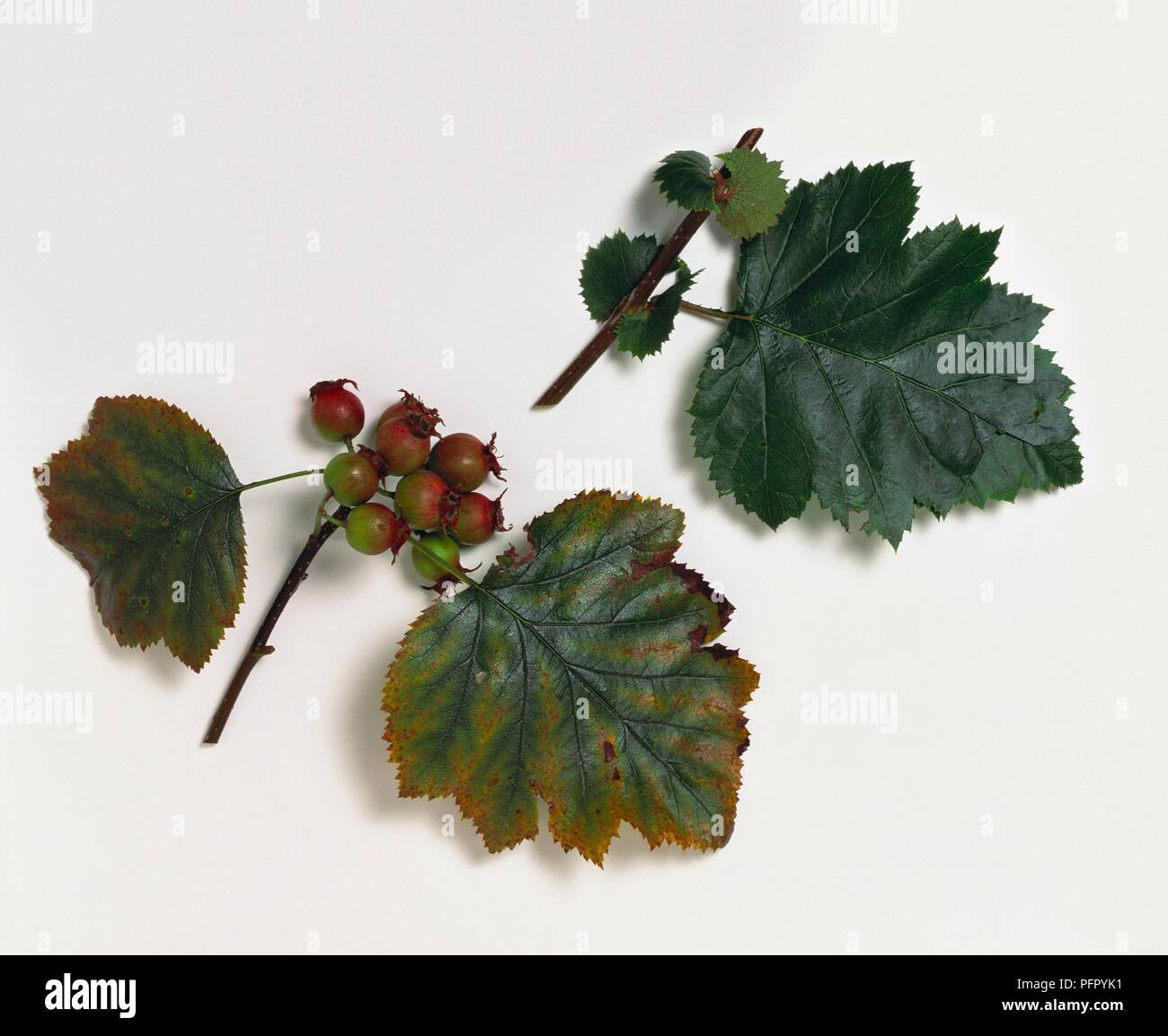 Crataegus mollis (Red haw) stems with leaves and fruits Stock Photo - Alamy