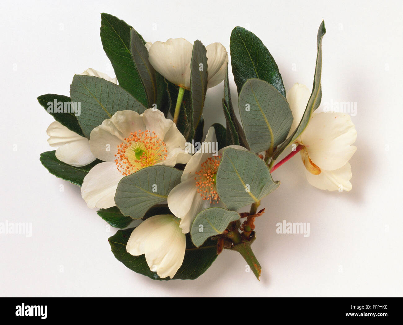 Eucryphia cordifolia hi-res stock photography and images - Alamy