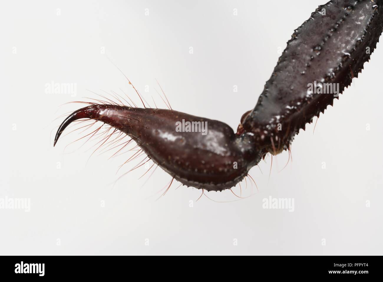 Odontolabis Cuvera (Stag Beetle) leg with point on end Stock Photo - Alamy