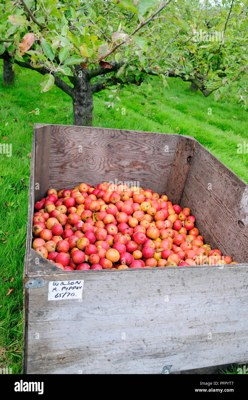 Fruit tree container uk hi-res stock photography and images - Alamy