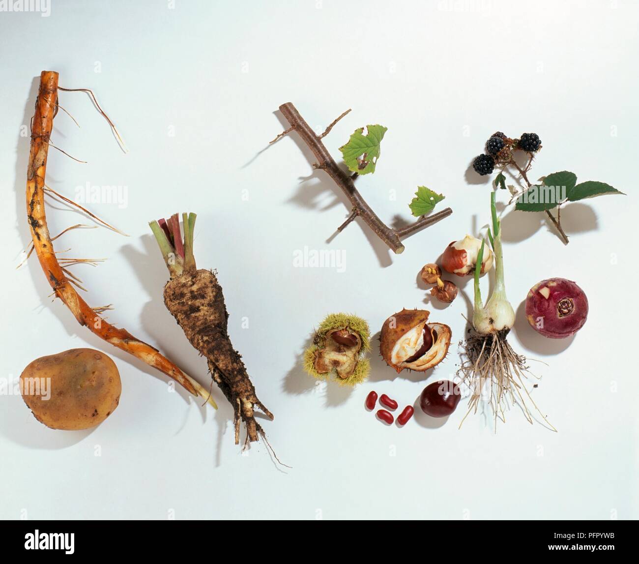 Various root vegetables, bulbs and seeds, including potato, parsnip ...