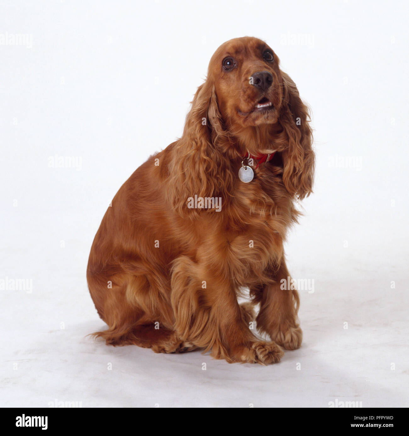 Red English Cocker Spaniel, sitting Stock Photo - Alamy
