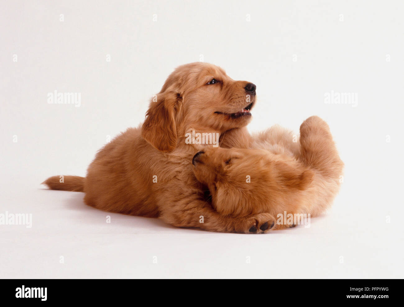 Two Golden Retriever puppies play-fighting Stock Photo - Alamy